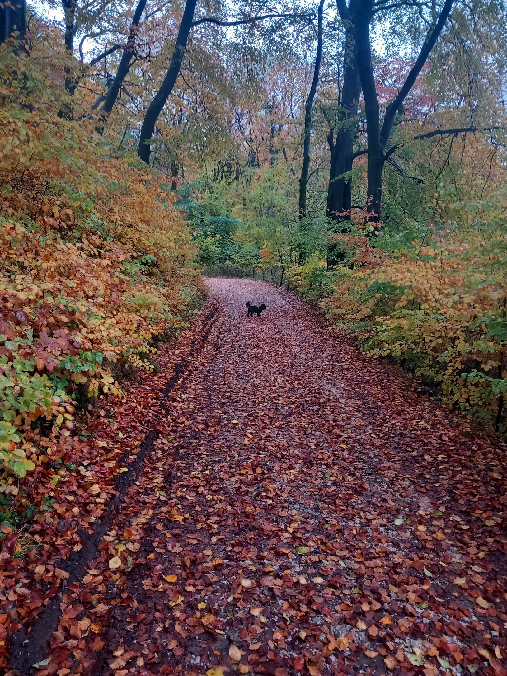 Lightwood Reservoir Gentle Stroll – Wellness Walks