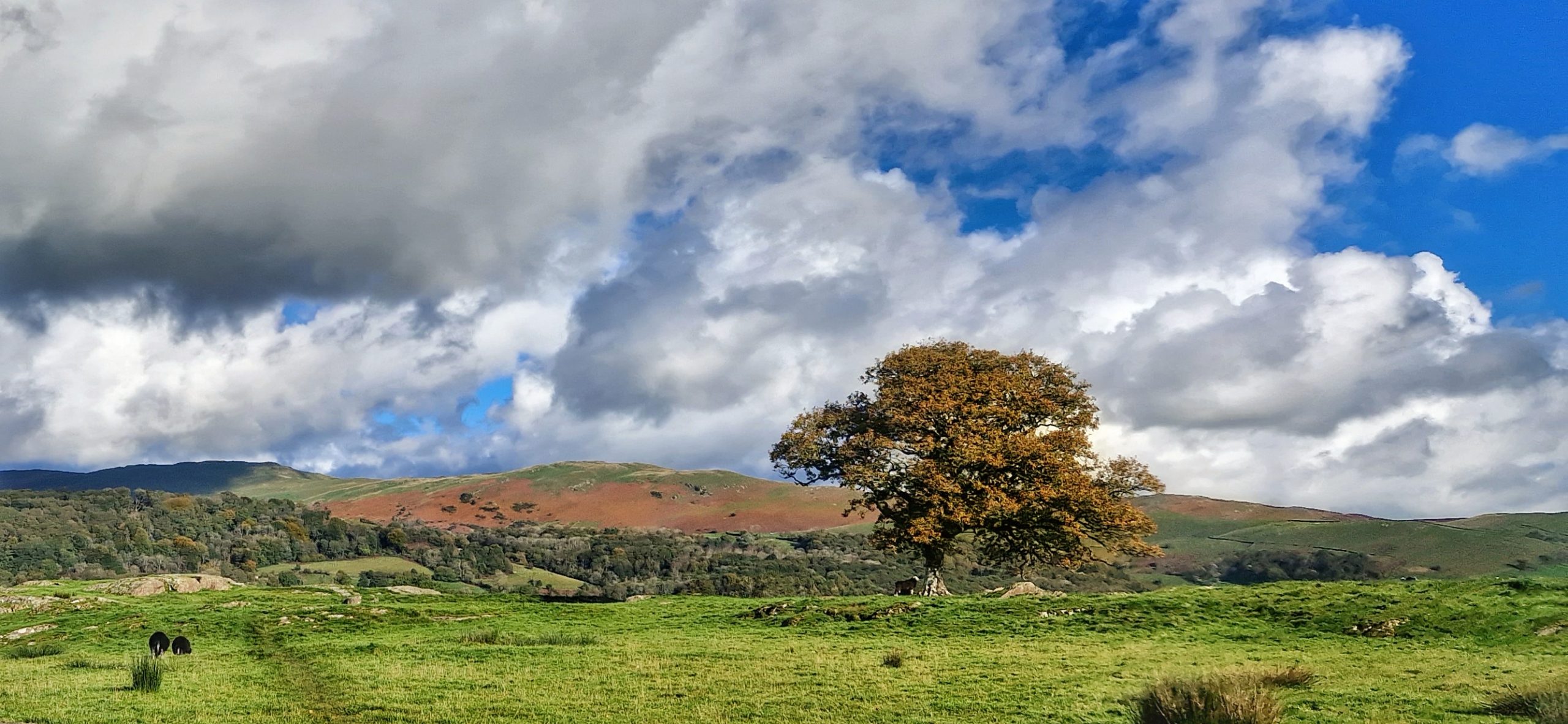 Nature Lessons About Life – Wellness Walks