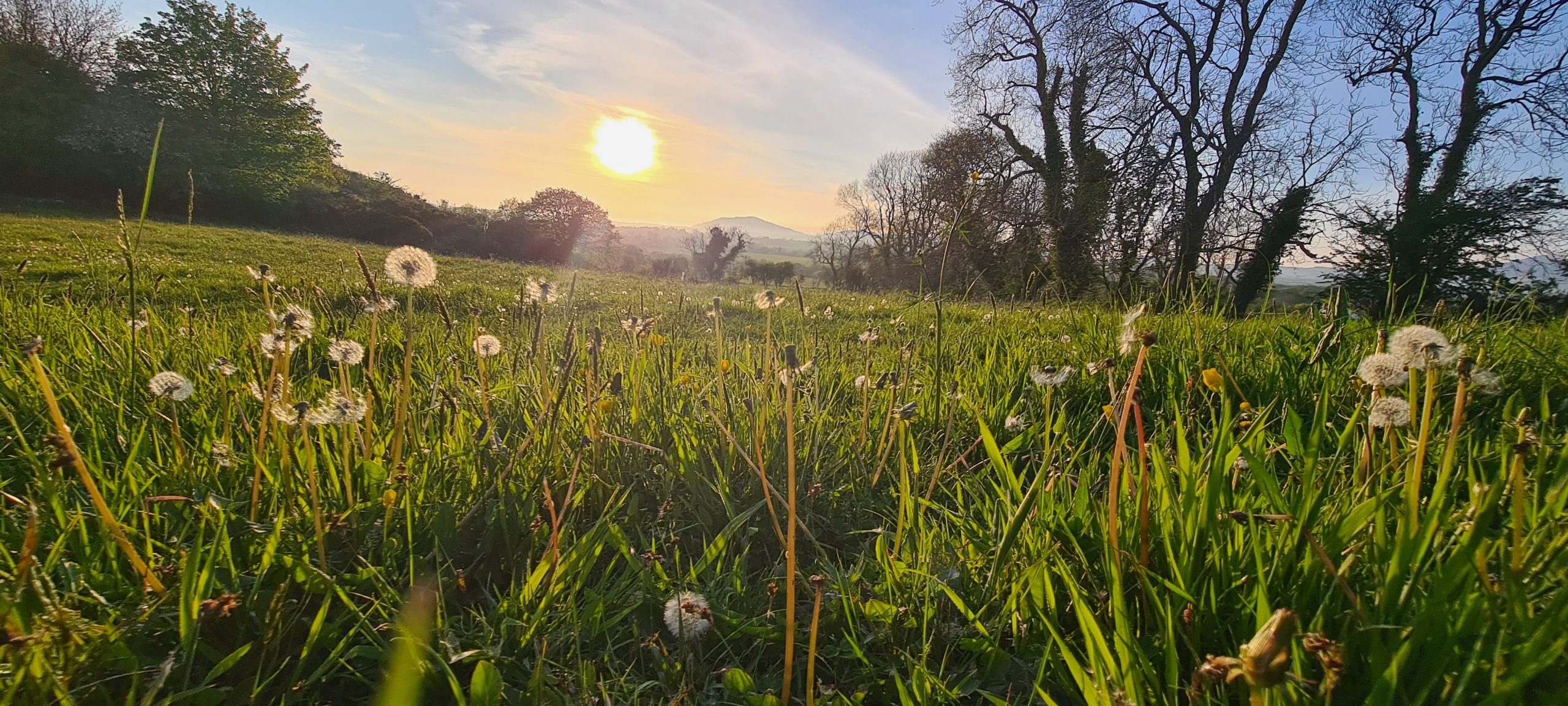 Weekly Walking Group Walk 8 – Wellness Walks
