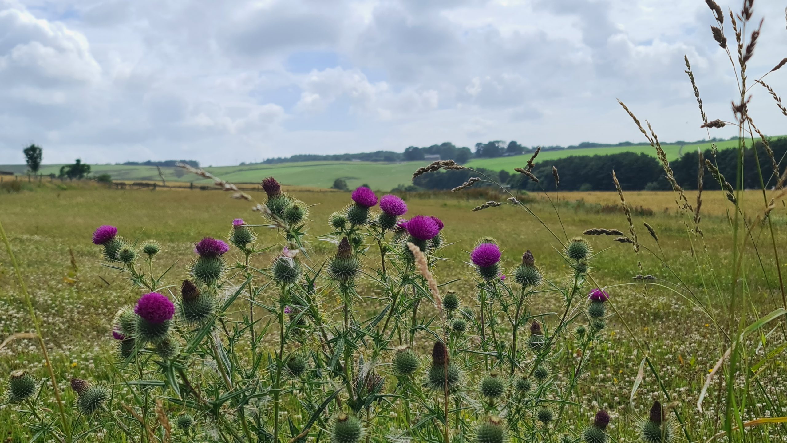 Solomen’s Temple, Wheelton Moor, Great Hill – Wellness Walks
