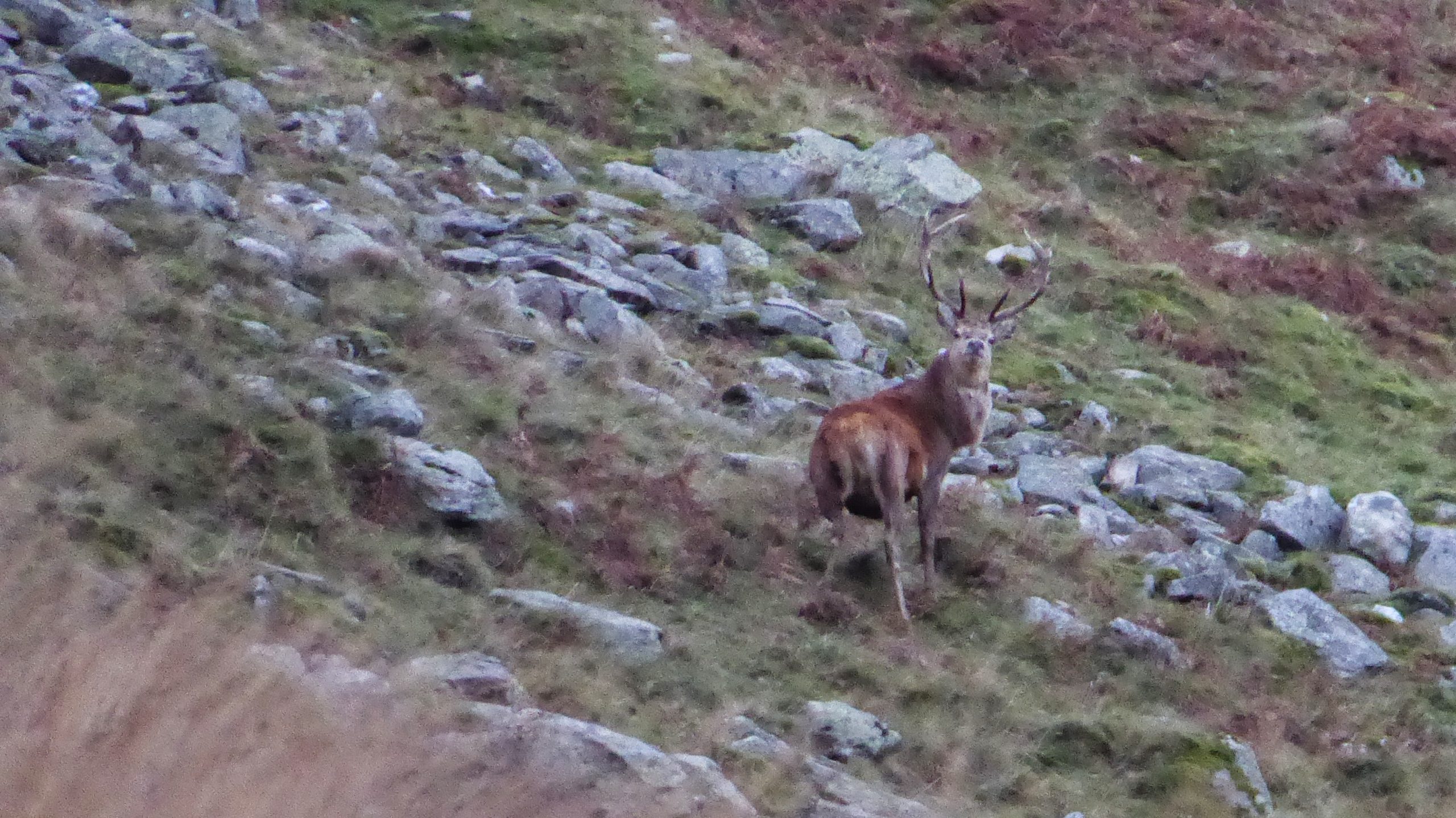 Kidsty Pike – Deer Photography – Wellness Walks