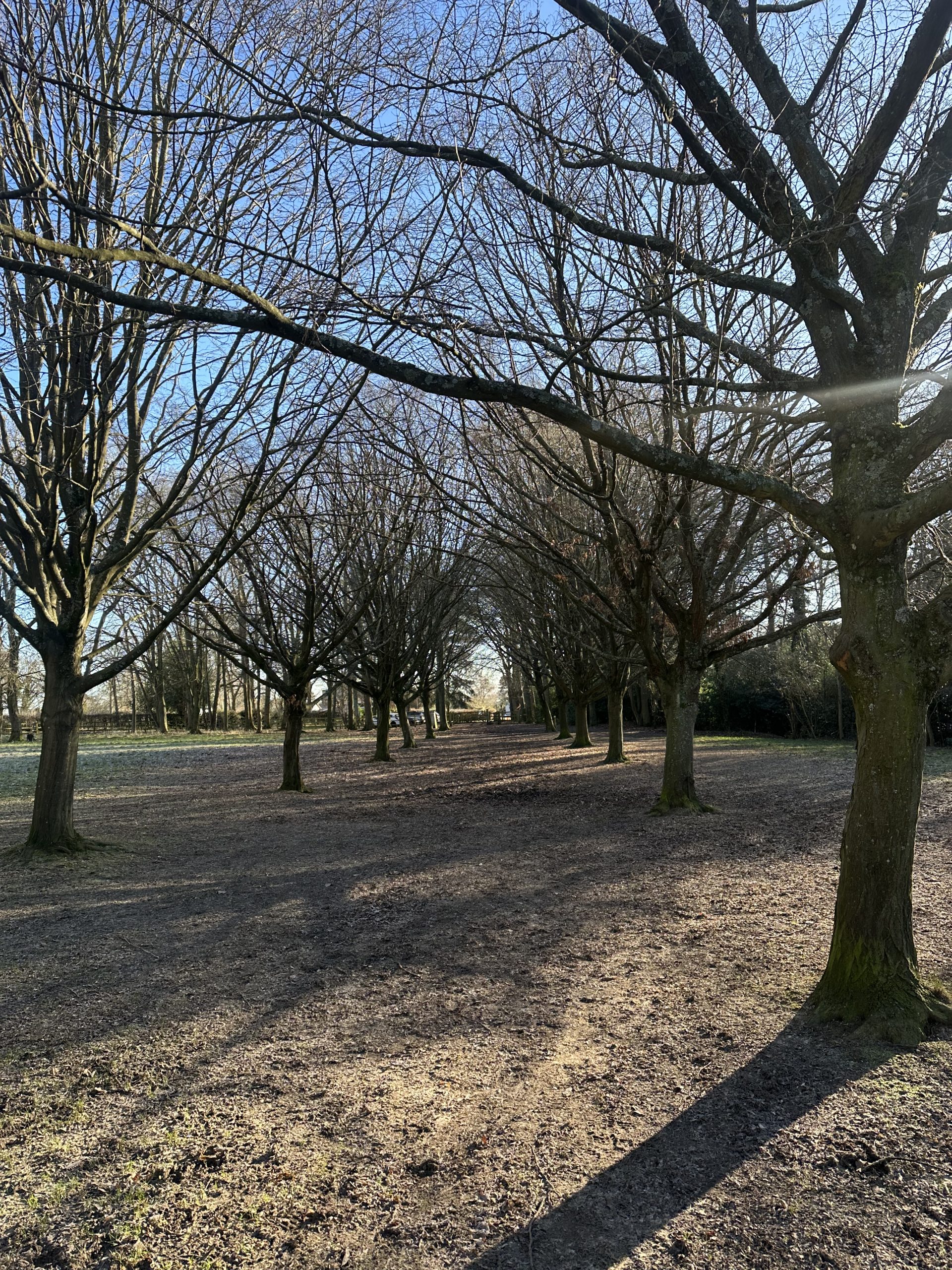 Dunstable Downs and Tree Cathedral – Wellness Walks
